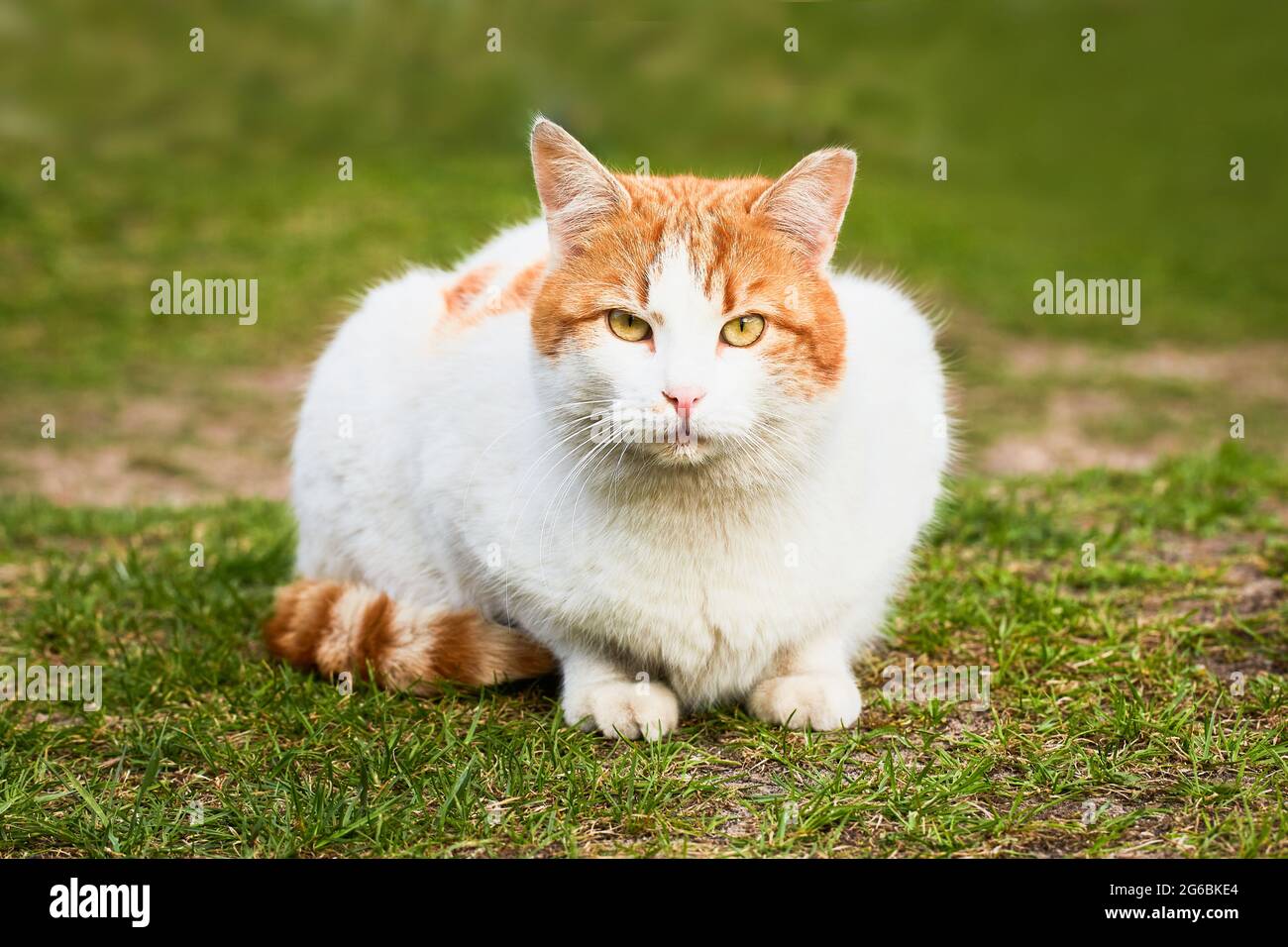 A beautiful stray ginger cat sits in the green grass and looks to the ...