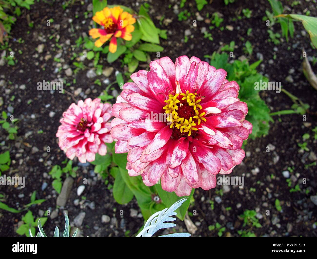 Flowers in Belvedere palace in Vienna, Austria Stock Photo - Alamy