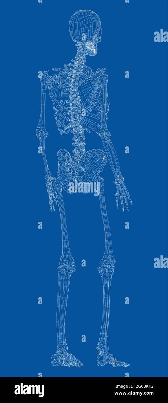 Human skeleton. Vector Stock Vector Image & Art - Alamy