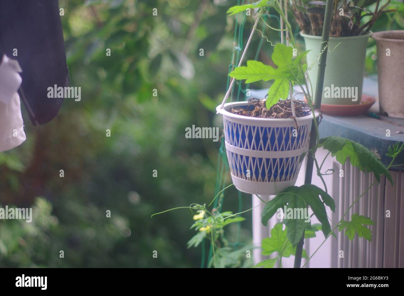 Garden rank with weeds hi-res stock photography and images - Alamy