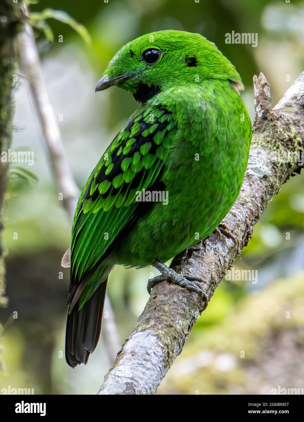 Whiteheads broadbill hi-res stock photography and images - Alamy