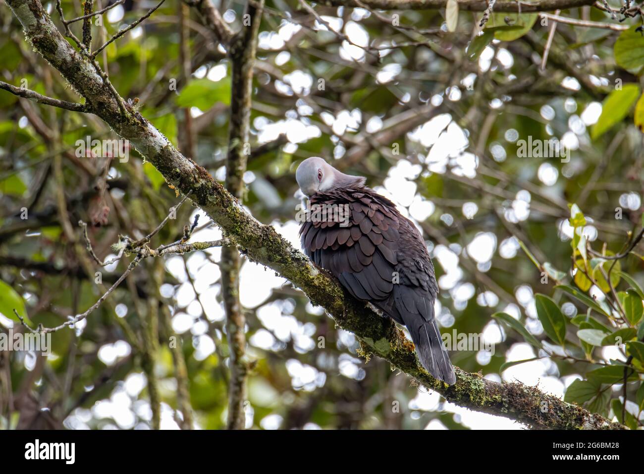Mountain Imperial Pigeon perch on tree branch on nature rainforest ...