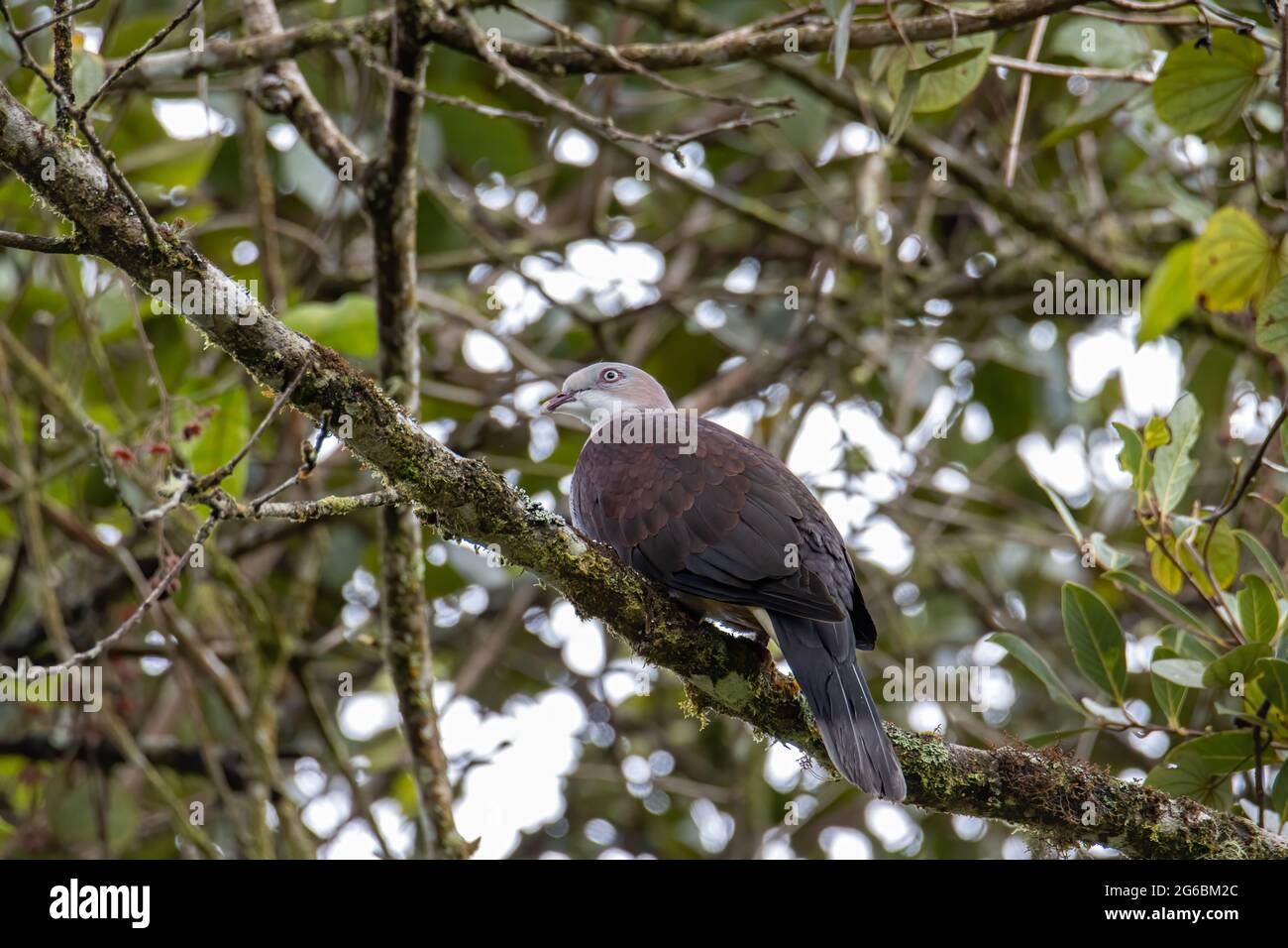 Mountain Imperial Pigeon perch on tree branch on nature rainforest ...