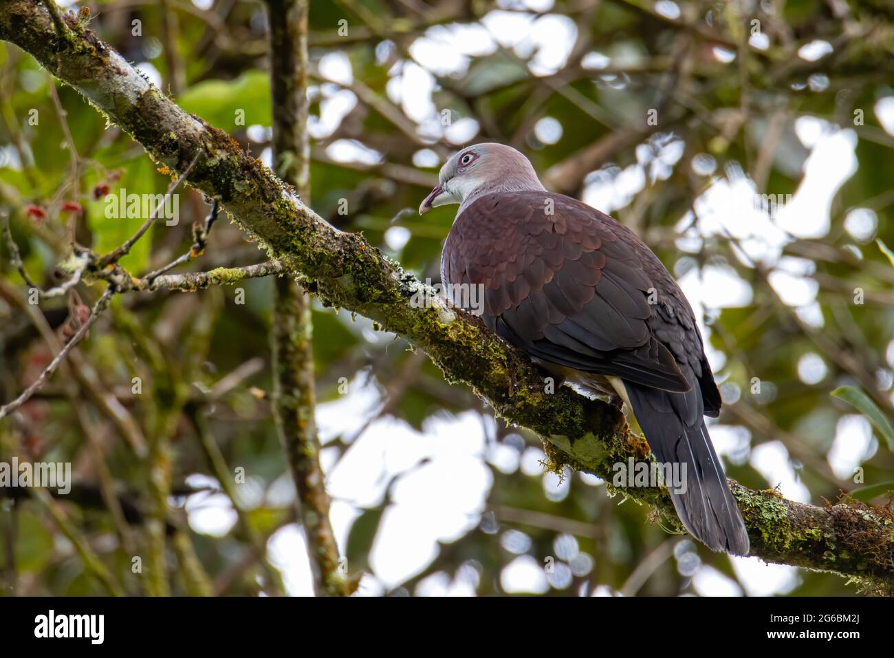 Mountain Imperial Pigeon perch on tree branch on nature rainforest ...