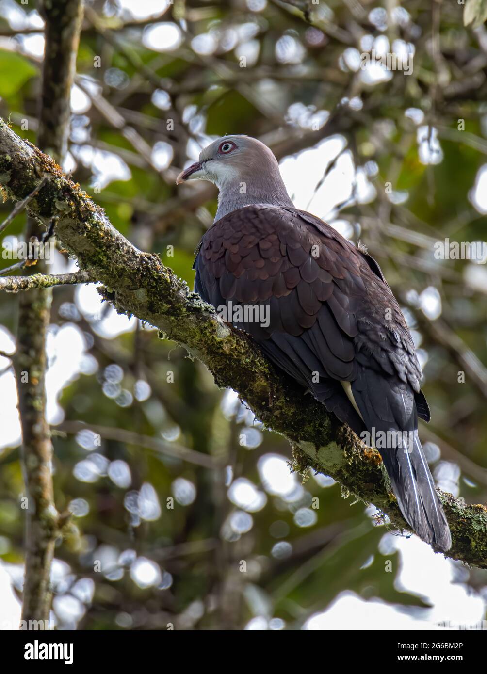 Mountain Imperial Pigeon perch on tree branch on nature rainforest ...