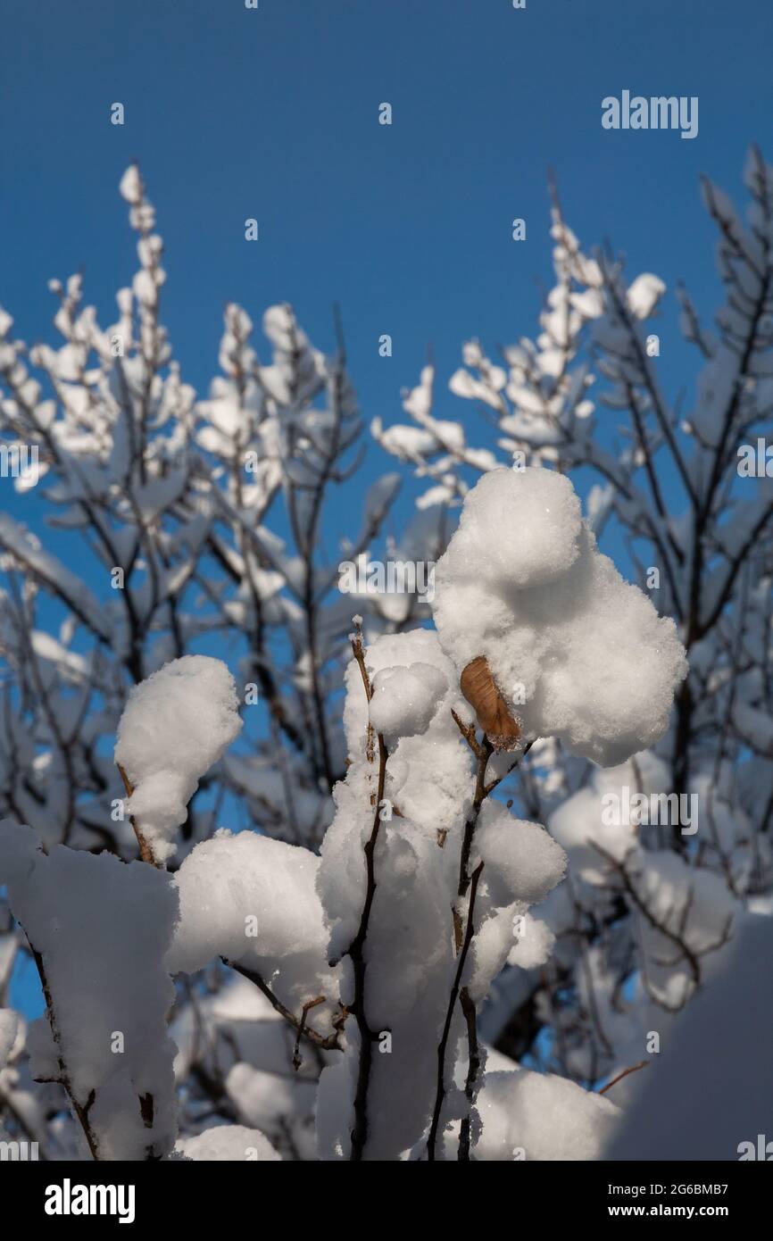 A snow-covered tree branch, the branches of the trees are covered with snow. A frozen tree ...