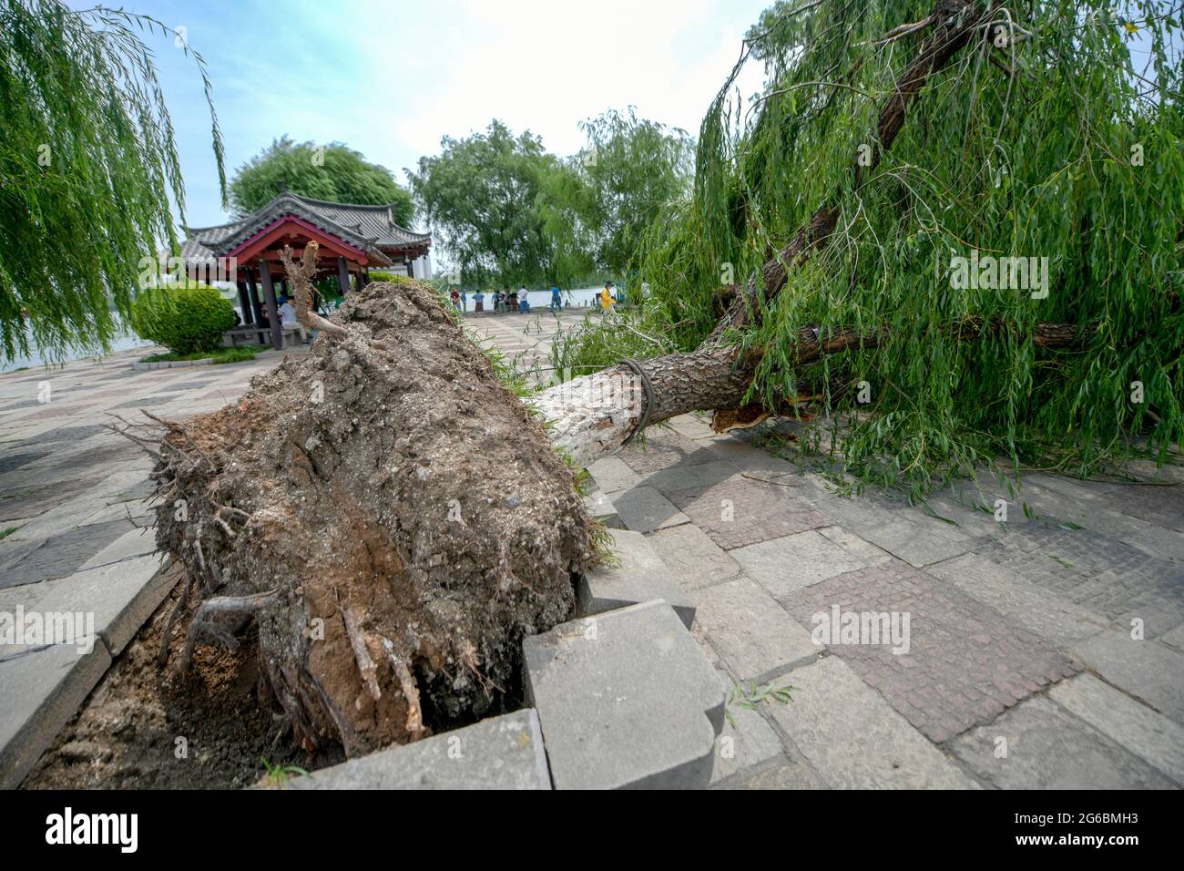 Strong wind broke historical record. More than ten trees were uprooted ...