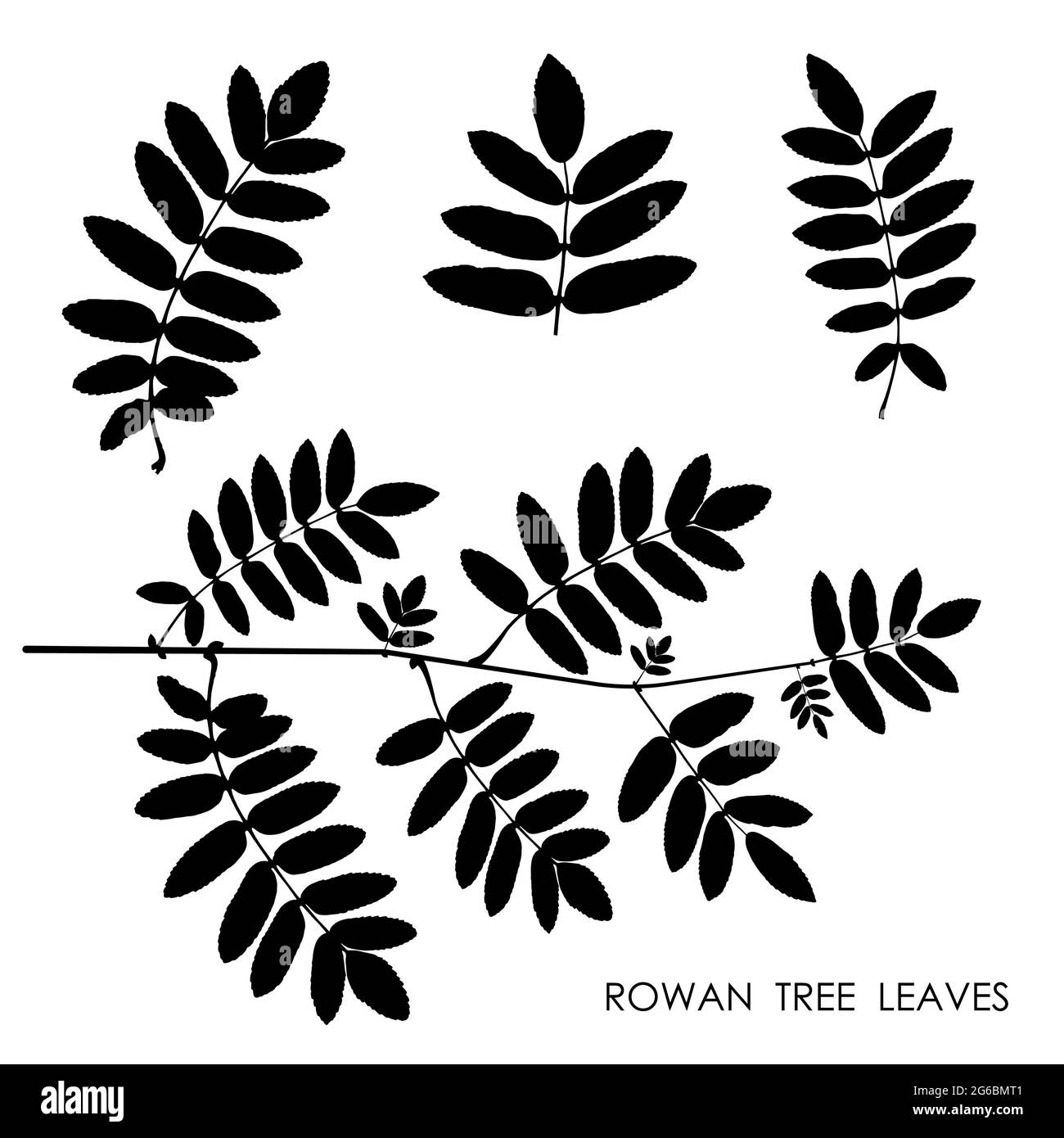 Black silhouettes of rowan leaves isolated on white background. Autumn ...