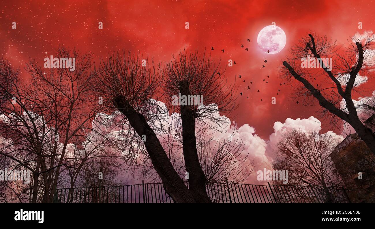 Moonlight Background With Trees