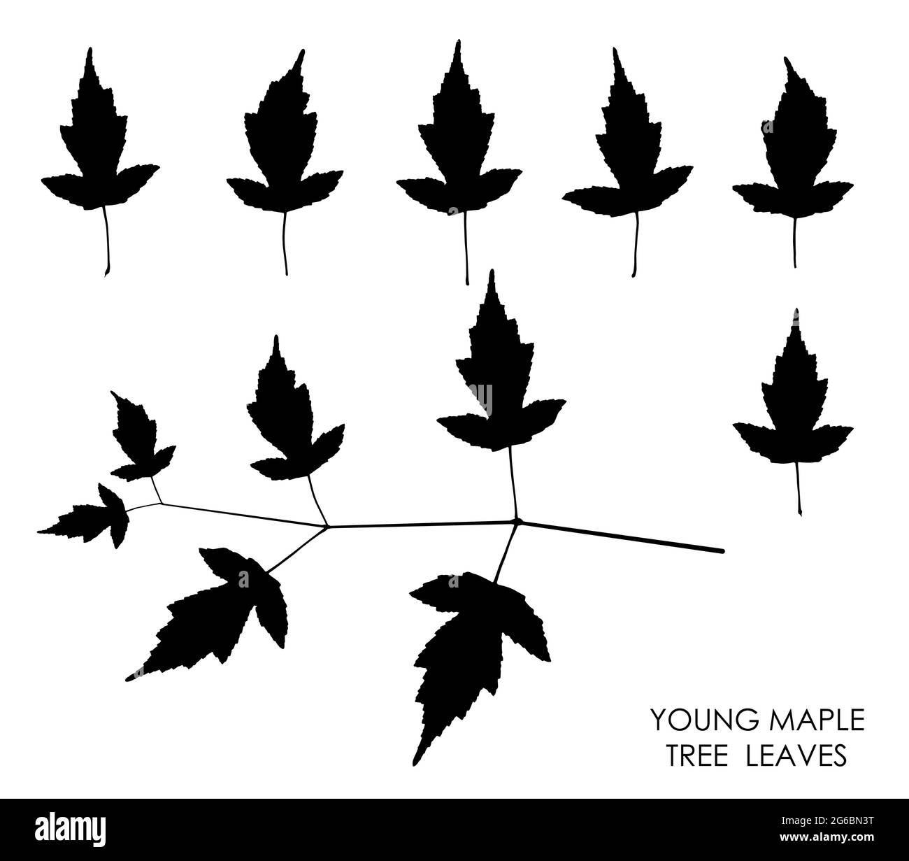 Black silhouettes of maple leaves isolated on white background. Autumn ...