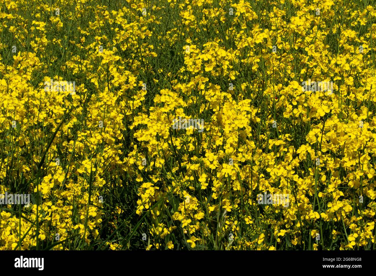 Rape is a common commercial crop for cooking oil production amongst ...