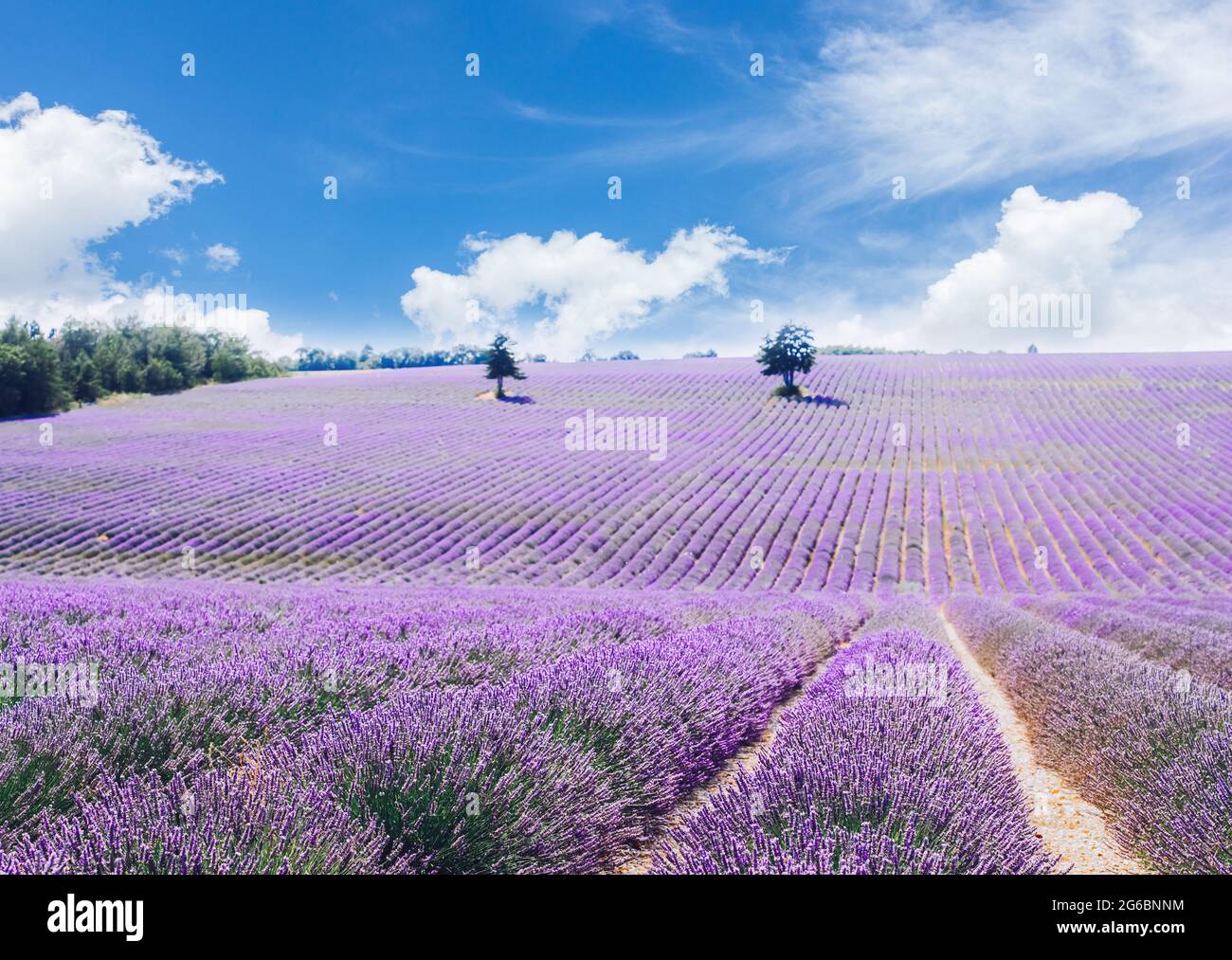 Lavender field at summer Stock Photo - Alamy