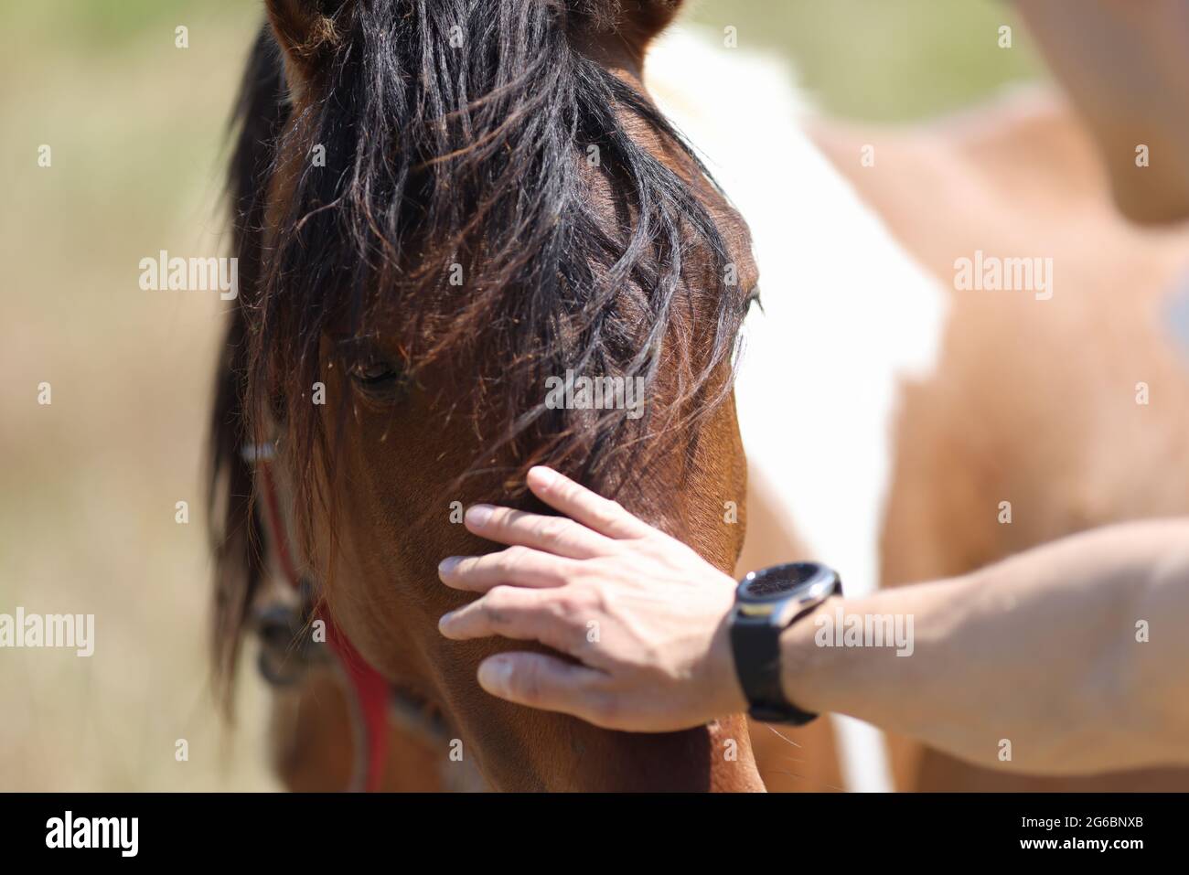 Pet therapy horse hi-res stock photography and images - Alamy