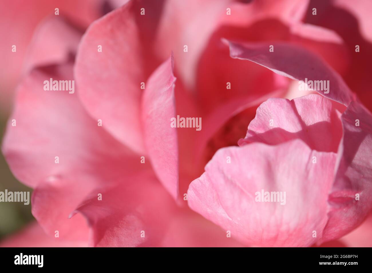 Closeup of beautiful pink rose with wide petals background Stock Photo ...