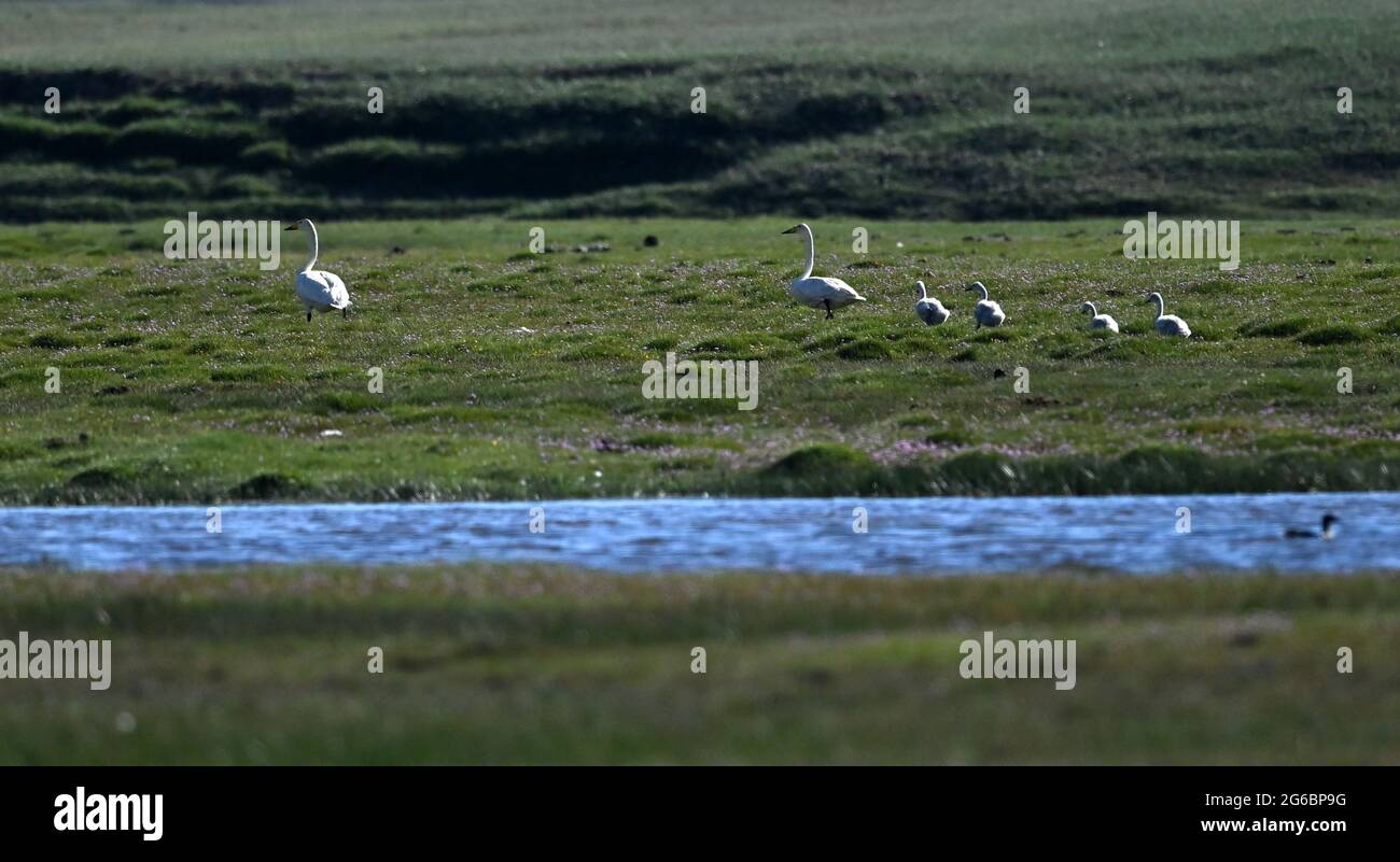 HEJING, CHINA - JULY 1, 2021 - Swans forage at Bayanbulak Wetland in ...