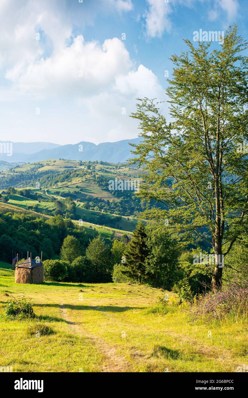 rural landscape in morning light. wonderful countryside scenery of ...