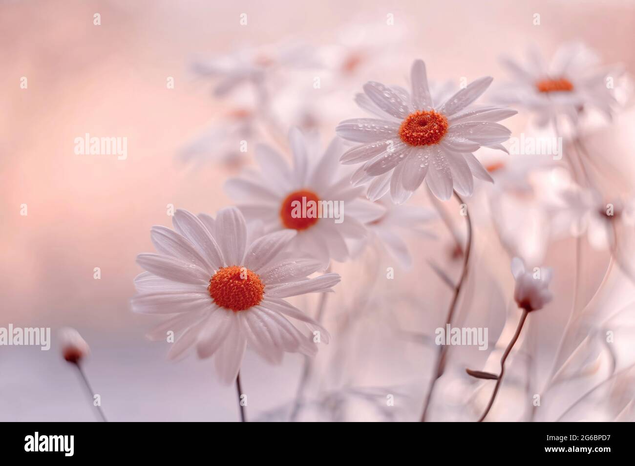 Flowers with the dew hi-res stock photography and images - Alamy