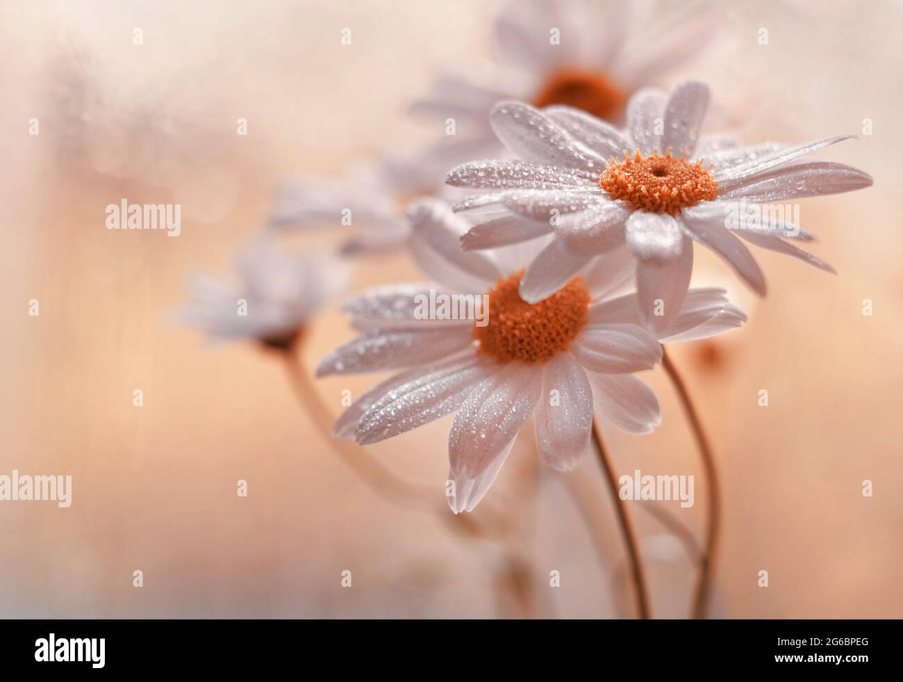 Daisy theme hi-res stock photography and images - Alamy