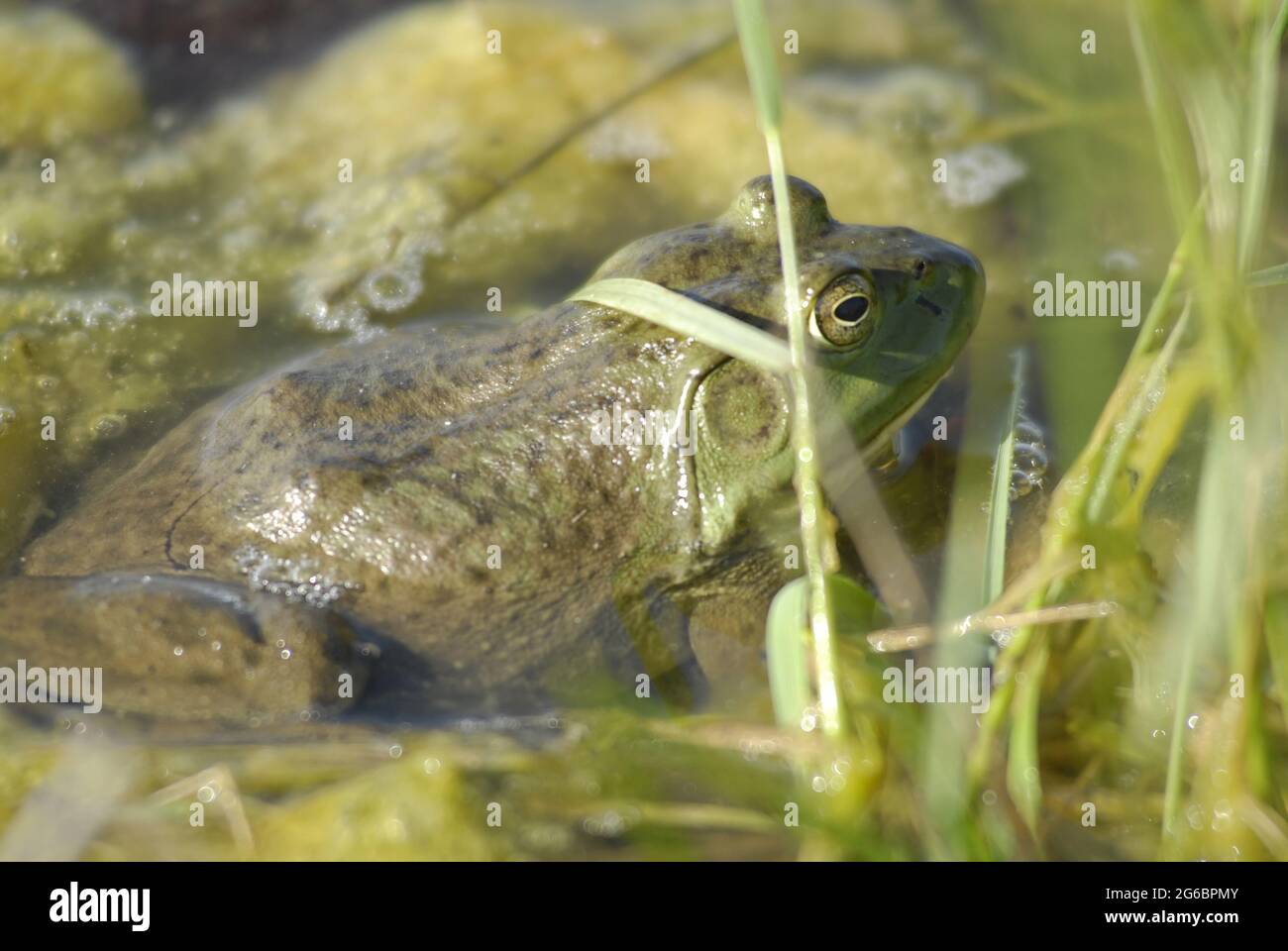 American Bullfrog floating in the water of a Missouri pond Stock Photo ...