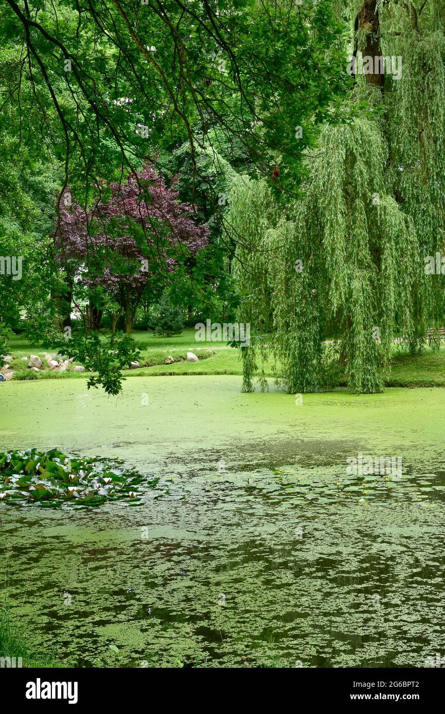 Park Summer Pond Tree
