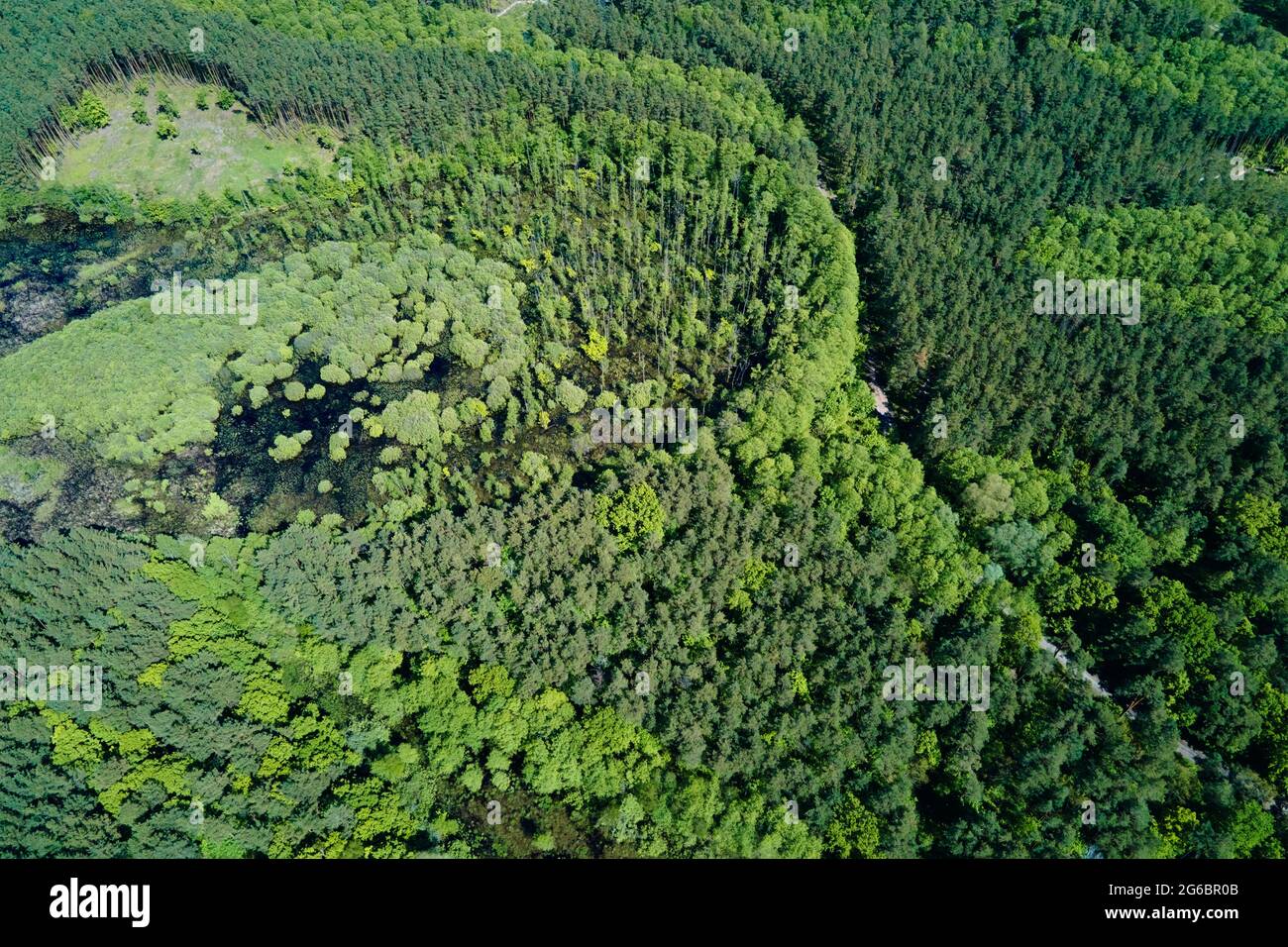 Green forest, aerial view. Nature landscape of pine trees, bird eye ...