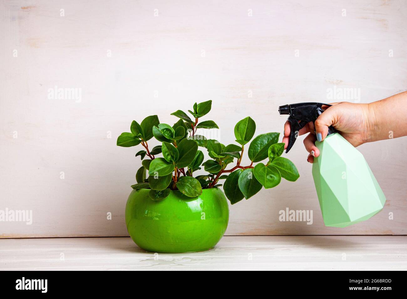 Woman sprays a houseplant with a spray bottle. Home flowers care Stock ...
