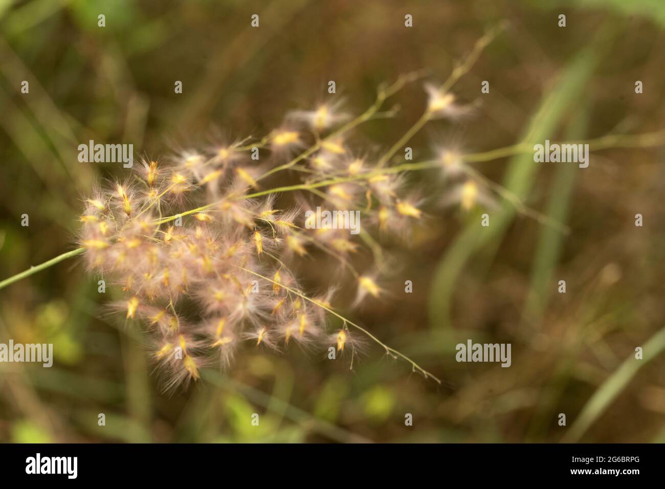 Selective focus shot of white dandelion Stock Photo - Alamy