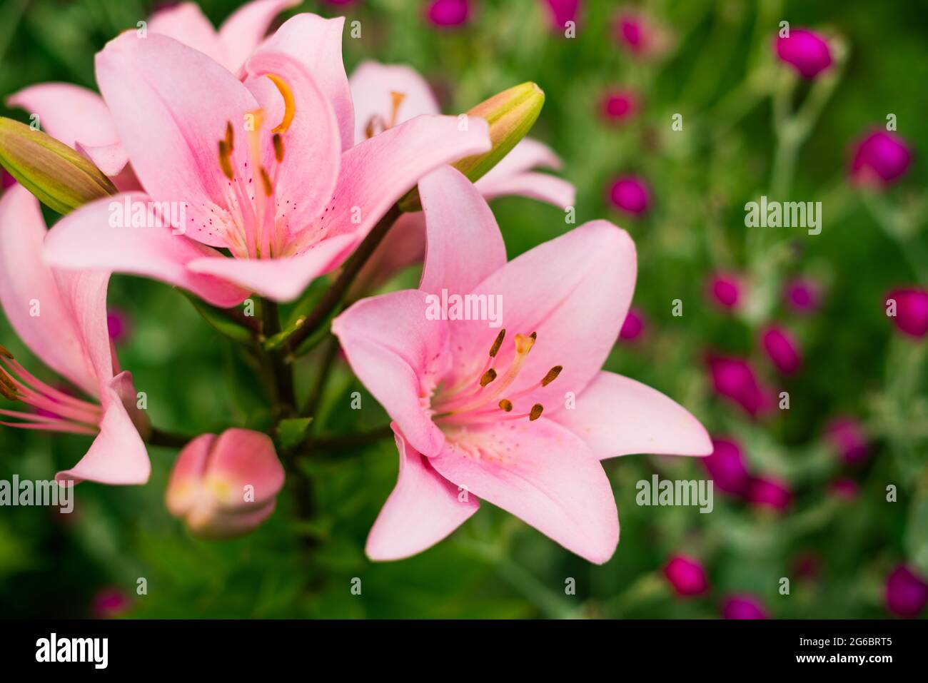 Colorful lily hi-res stock photography and images - Alamy