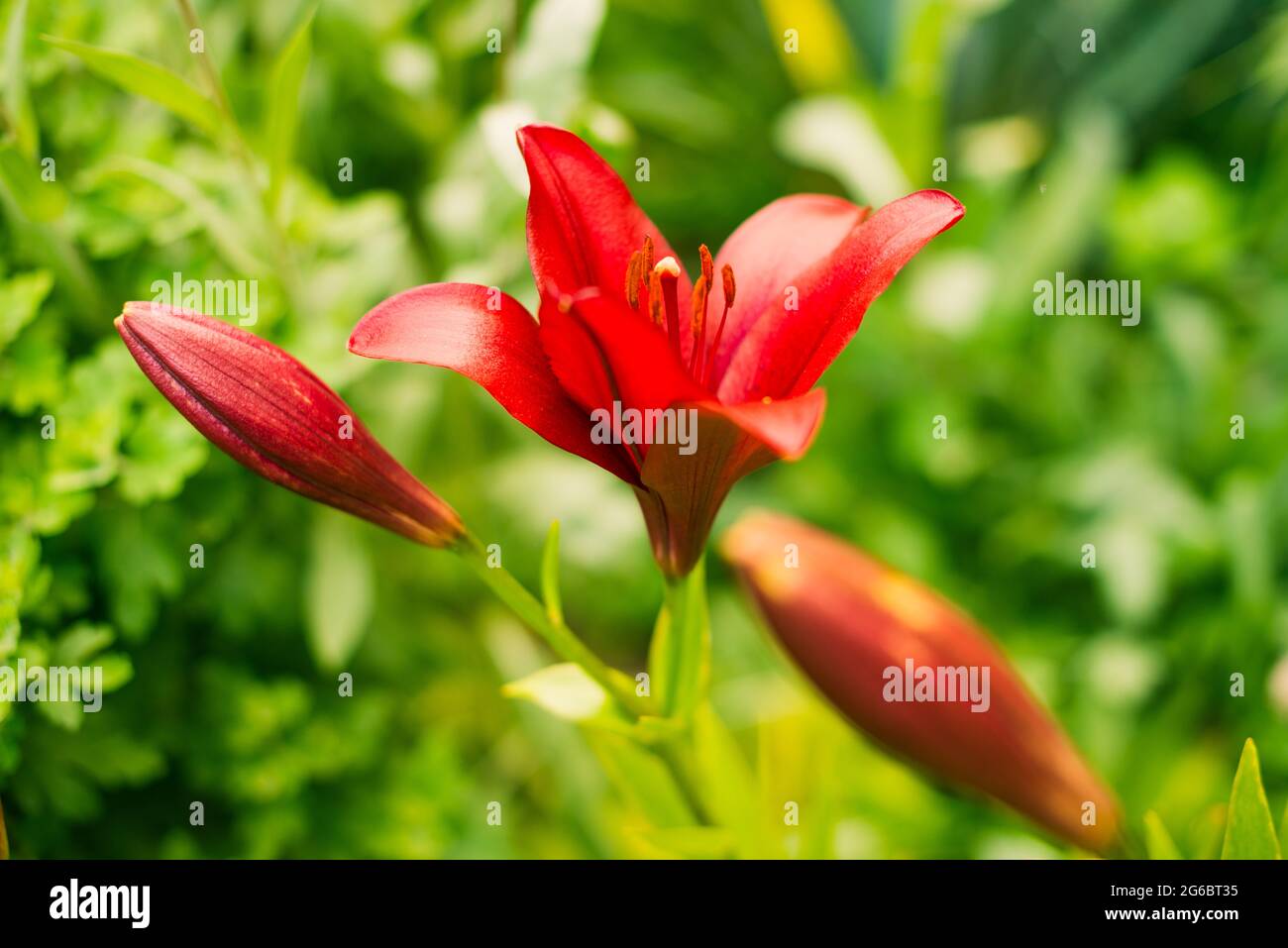 Colorful lily hi-res stock photography and images - Alamy