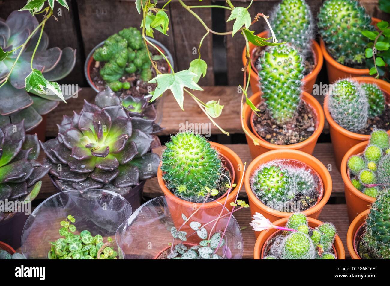 Small cactus and succulent pots on display at Broadway Market, a street ...