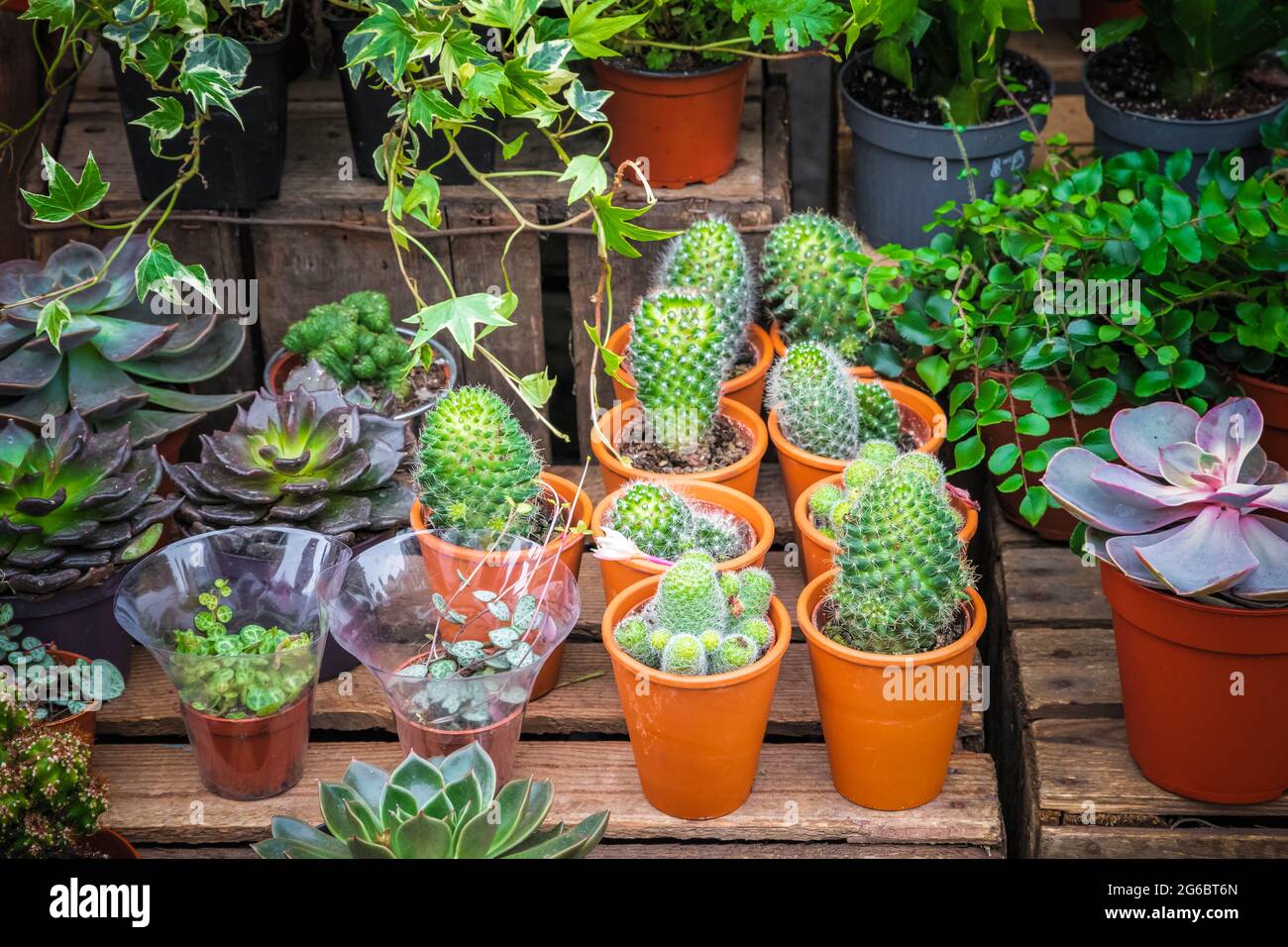 Small cactus and succulent pots on display at Broadway Market, a street ...