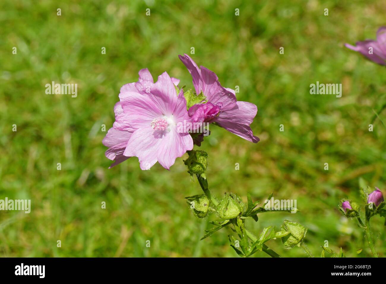 Flowering greater musk-mallow (Malva alcea). Mallow family (Malvaceae ...