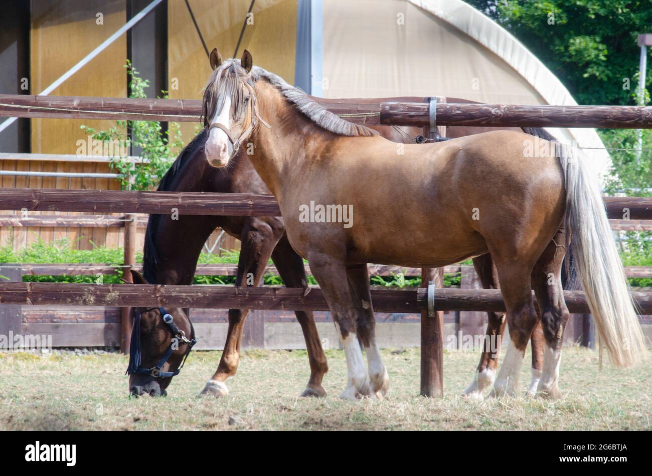 Pferde natur hi-res stock photography and images - Alamy