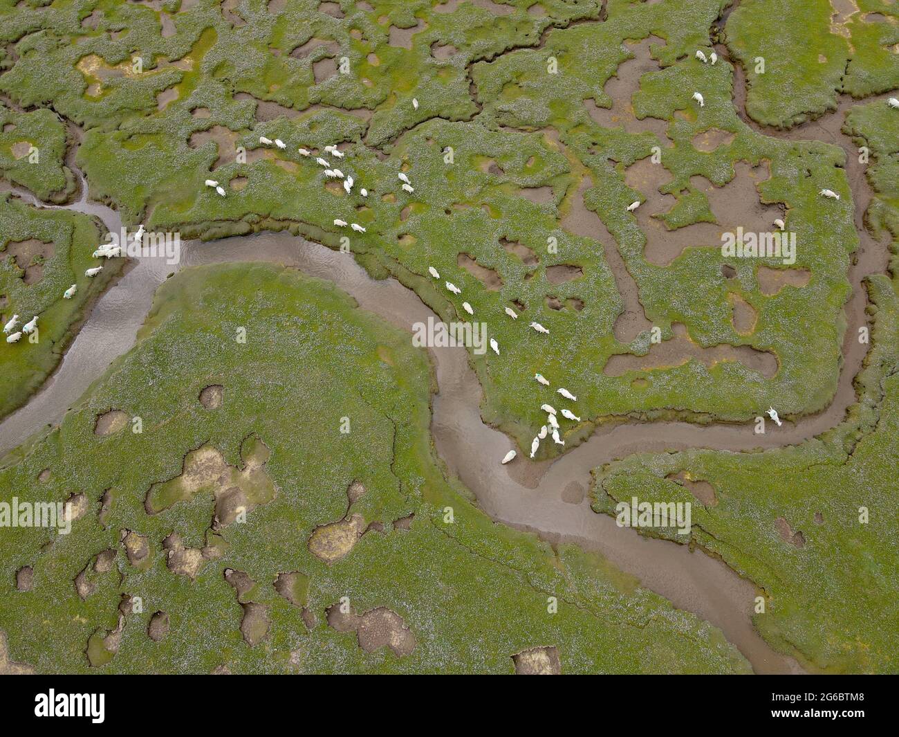 Overhead drone shot of Sheep on salt marsh Stock Photo - Alamy