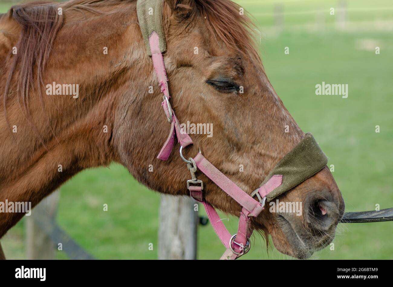 Wiese ranch hi-res stock photography and images - Alamy