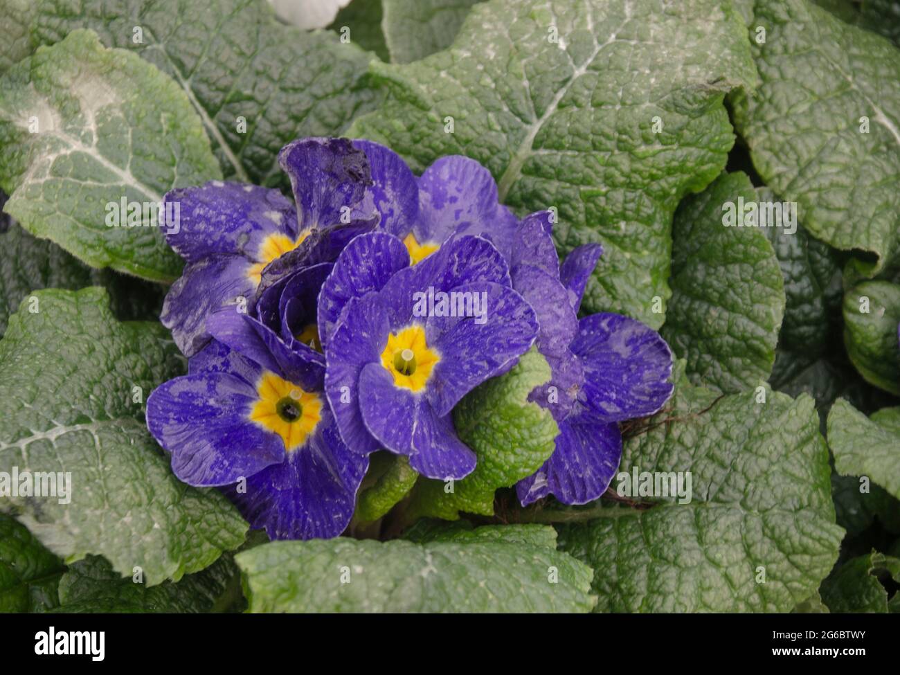 Garten primeln hi-res stock photography and images - Alamy