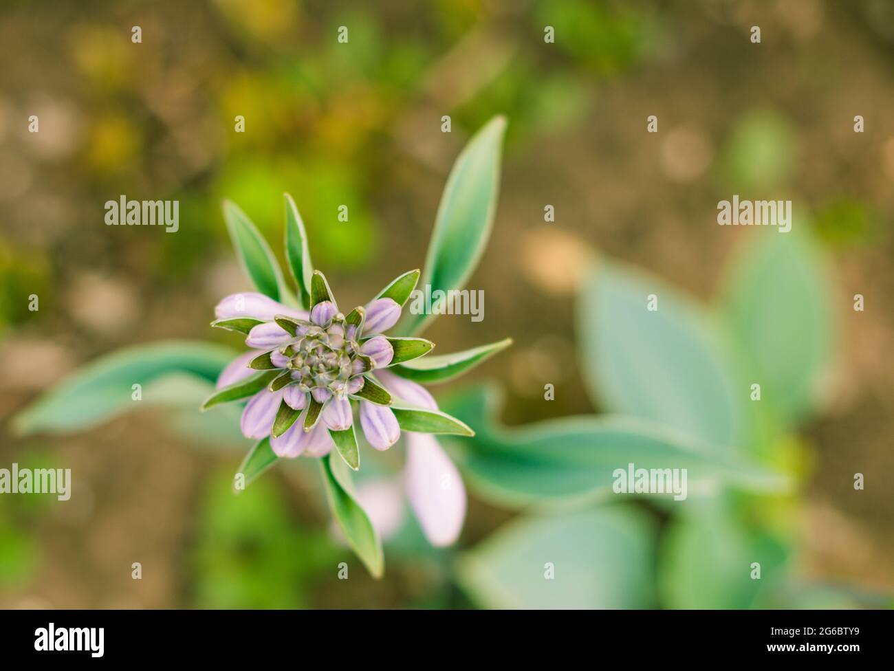 Flower host hi-res stock photography and images - Alamy