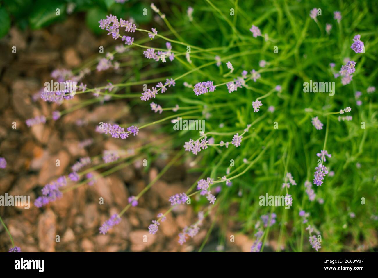 Lavander pattern hi-res stock photography and images - Alamy