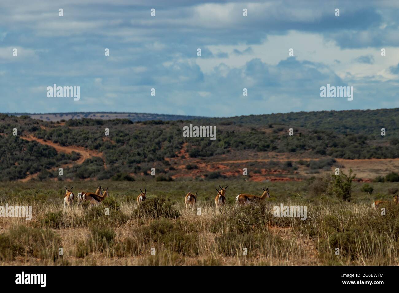 Springbuck on African plains Stock Photo - Alamy