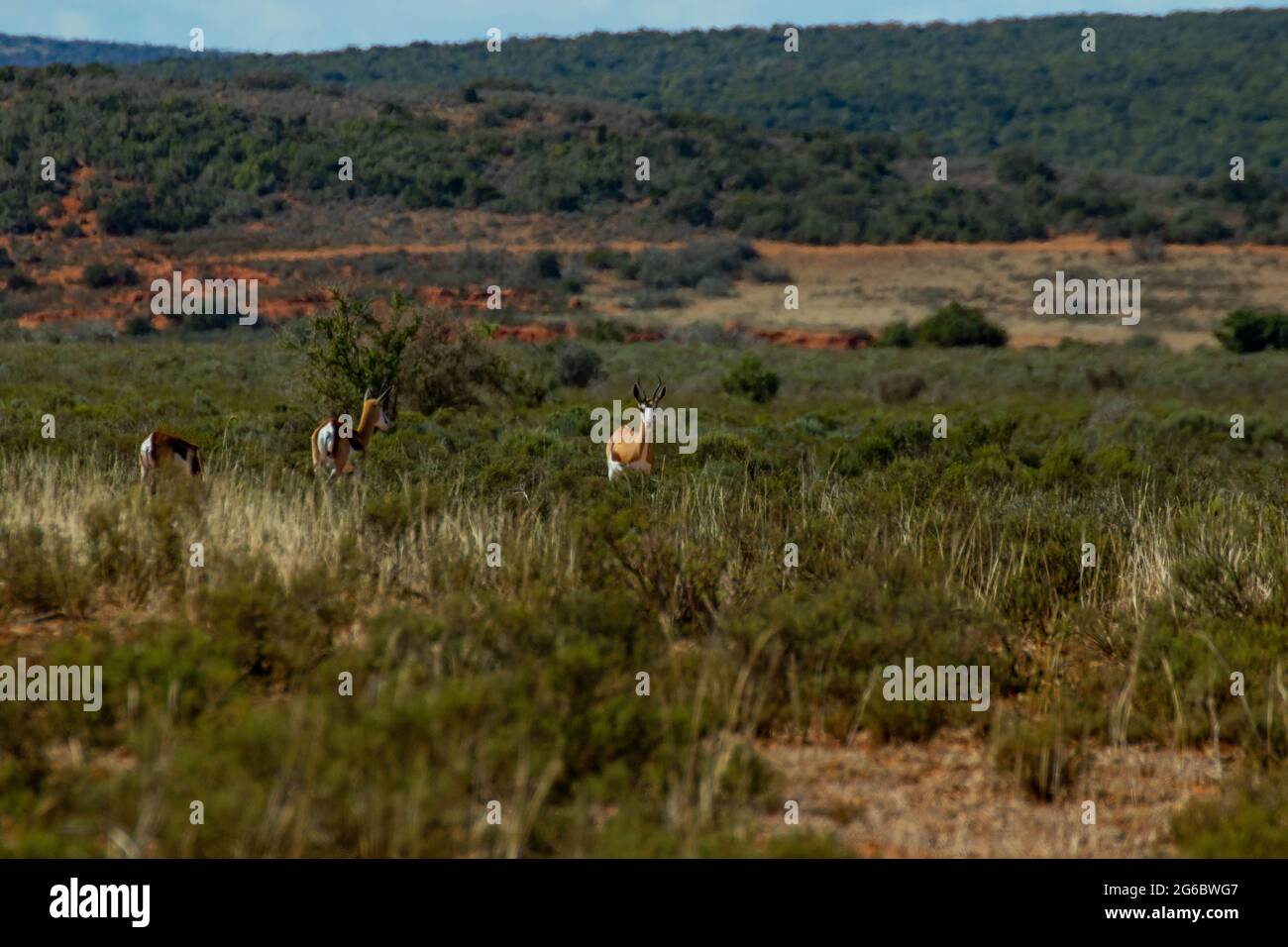 Springbuck on African plains Stock Photo - Alamy