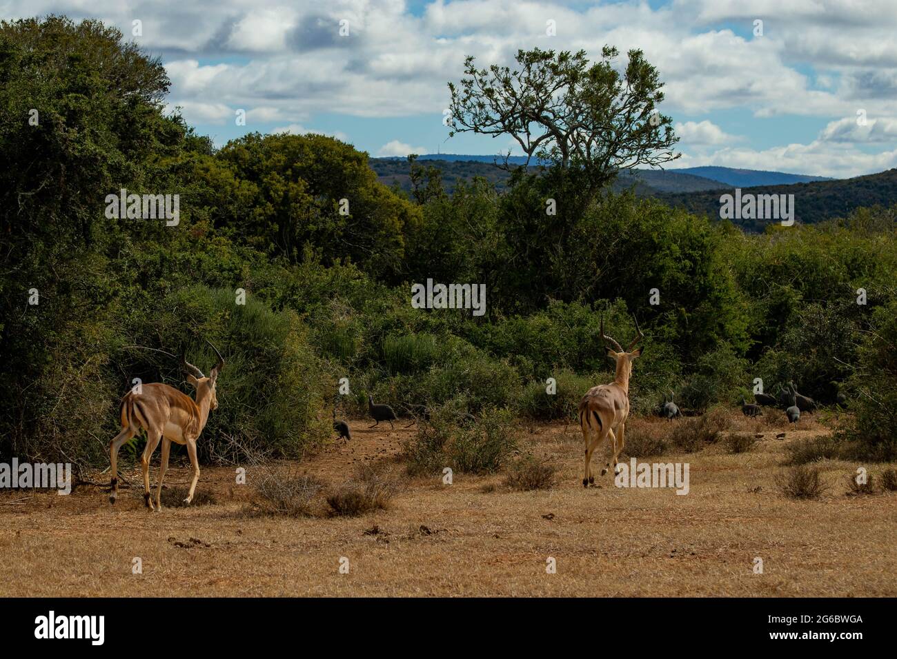 Springbuck african hi-res stock photography and images - Alamy