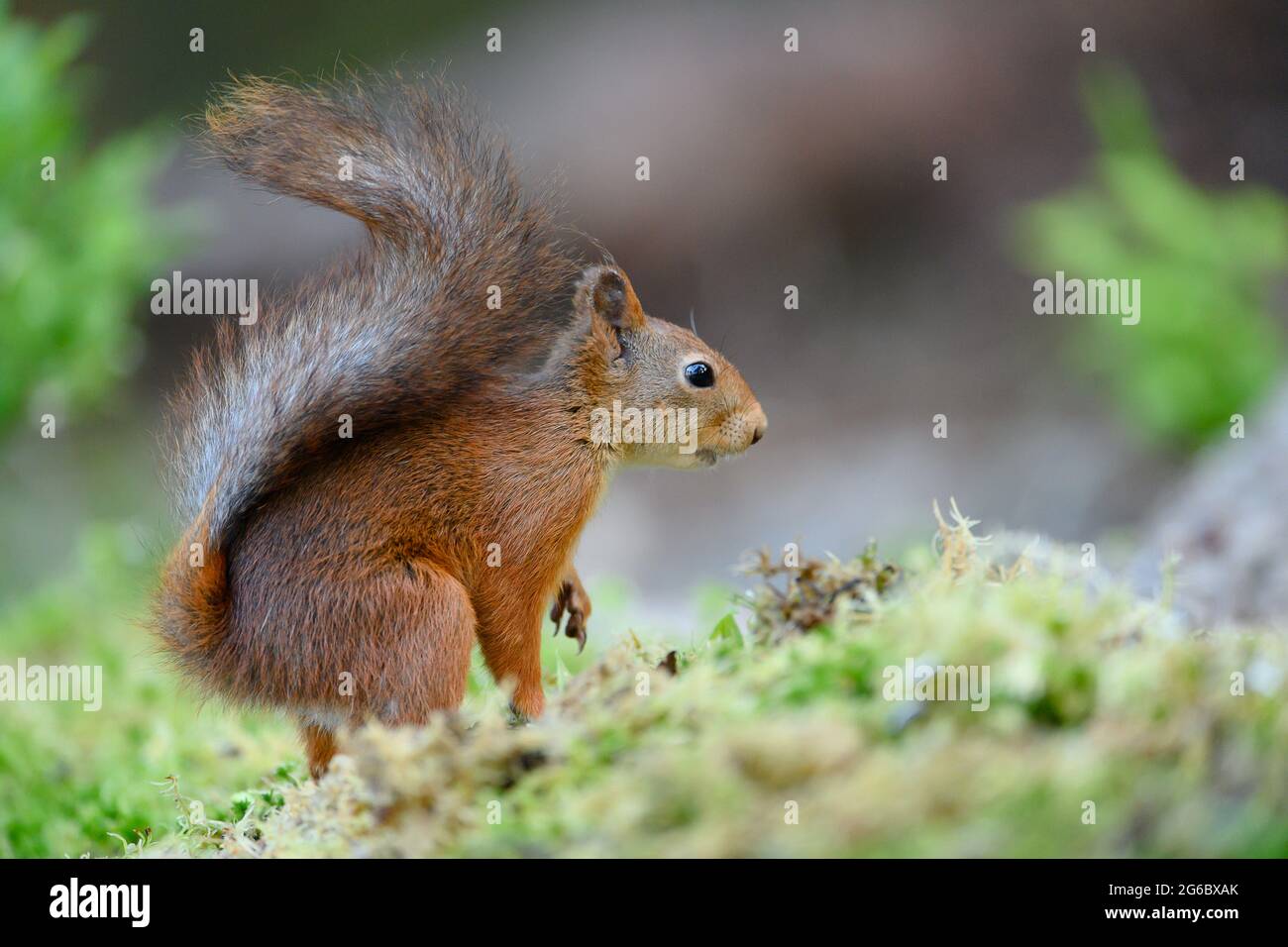 Red squirrel (Sciurus vulgaris Stock Photo - Alamy