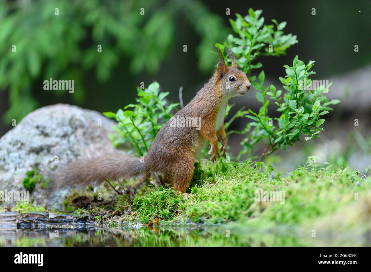 Red squirrel (Sciurus vulgaris Stock Photo - Alamy