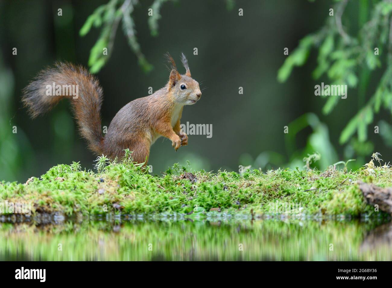 Red squirrel (Sciurus vulgaris Stock Photo - Alamy