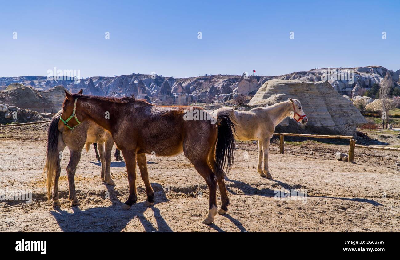 Horses on a ranch in Cappadocia, Turkey with rock formations and fairy ...
