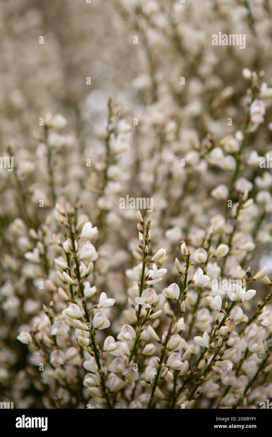 Cytisus laburnum hi-res stock photography and images - Alamy