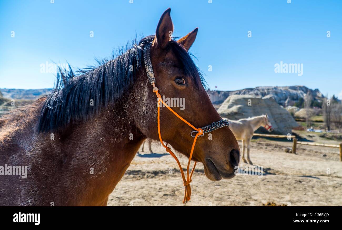 Cappadocia horse hi-res stock photography and images - Alamy