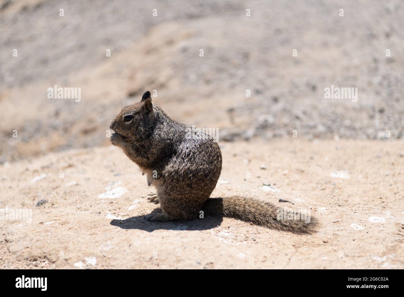 female ground squirrel rodent or gopher eating outdoor, wildlife Stock ...