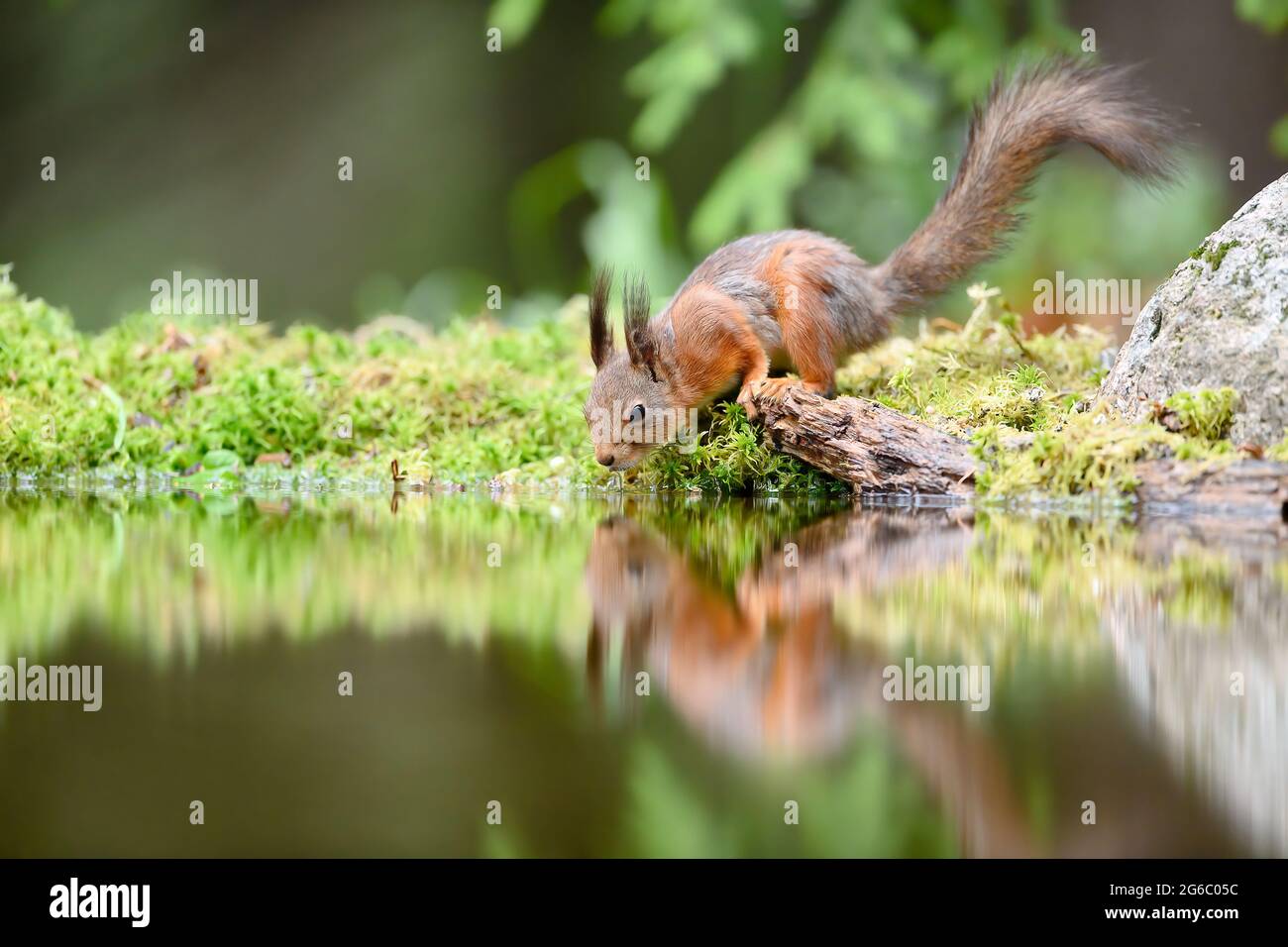 Red squirrel (Sciurus vulgaris Stock Photo - Alamy