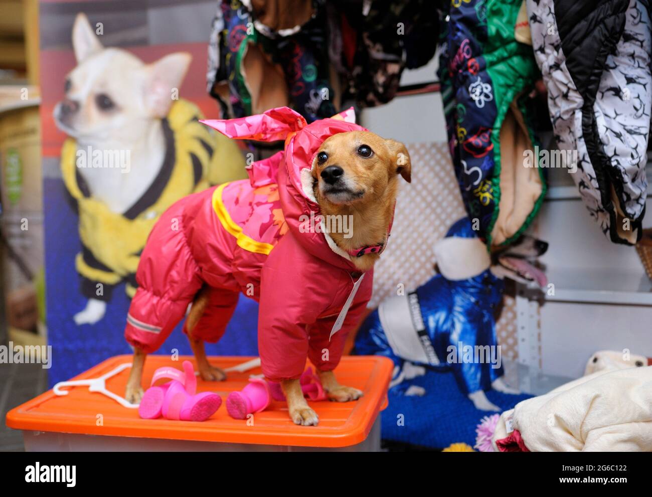At the pet shop. Dog wearing clothes for pets coverall standing in ...